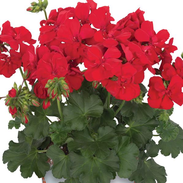 Hardy Geranium Plant Live Fragrant Red Flower Geranium Plant Dark Red ...