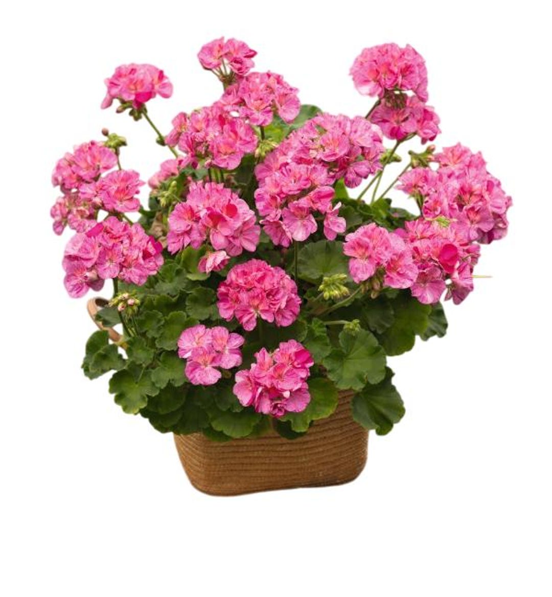Hardy Geranium Plant Live Fragrant Bicolor Flower Geranium Plant Pink ...