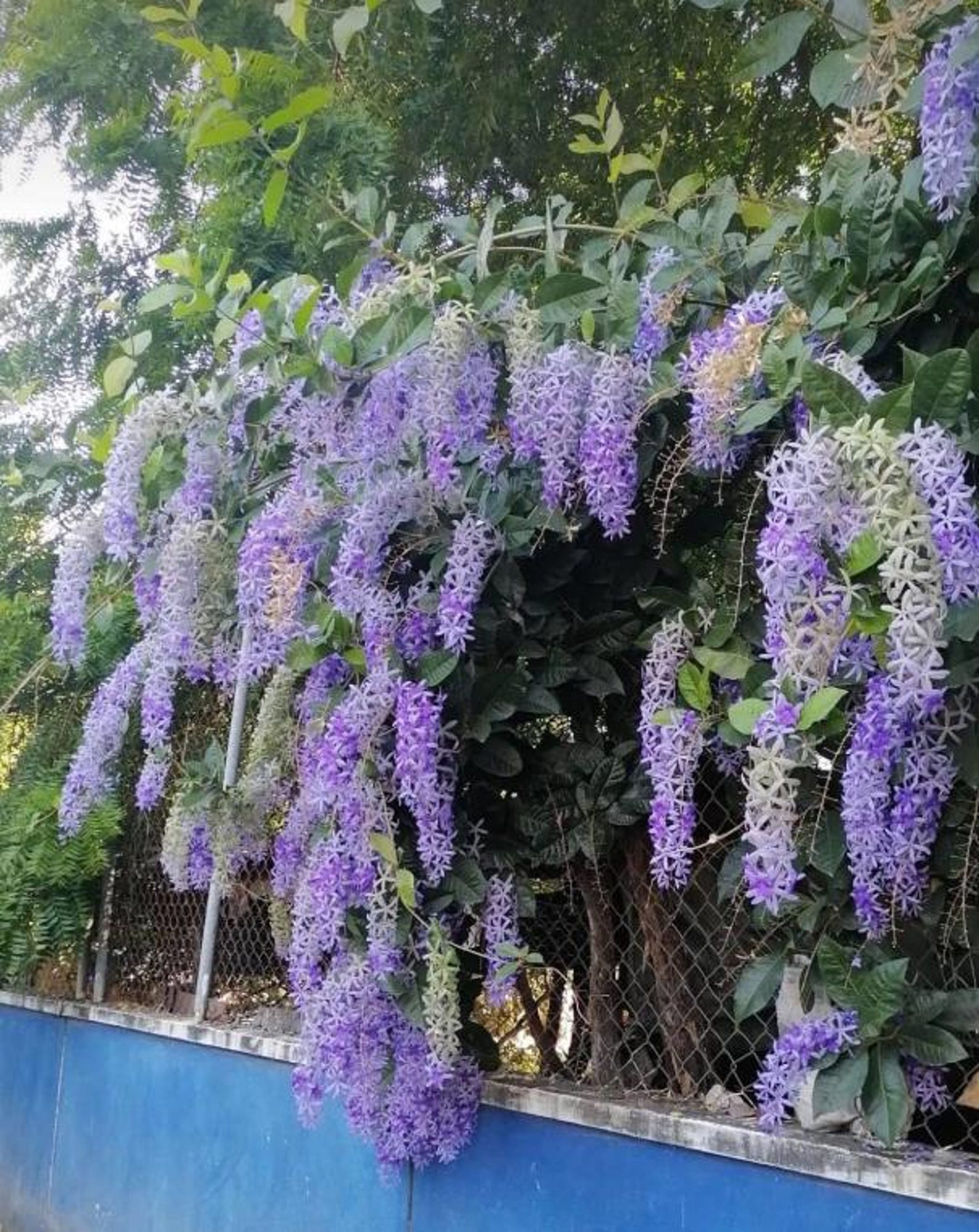 Live Purple Queen's Wreath Vine Sandpaper Vine Blue Petrea Plant Petrea ...