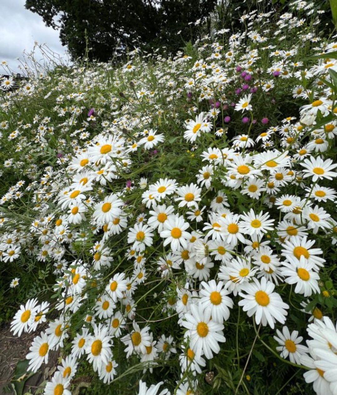 Set of 2 Small Live Oxeye Daisy Plants, Perennial Wildflowers, 3" Pots ...