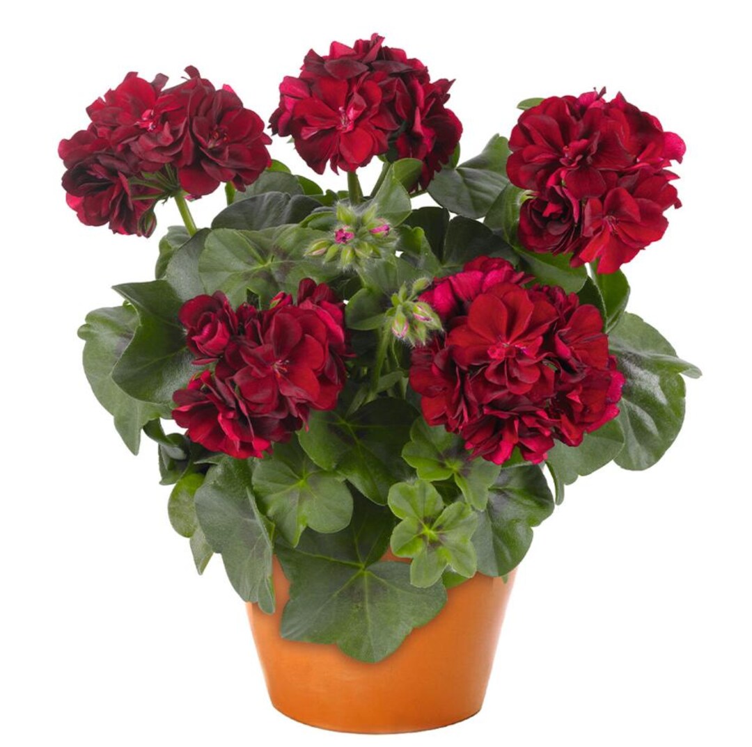 Hardy Geranium Plant Live Fragrant Red Flower Geranium Plant Dark Red ...