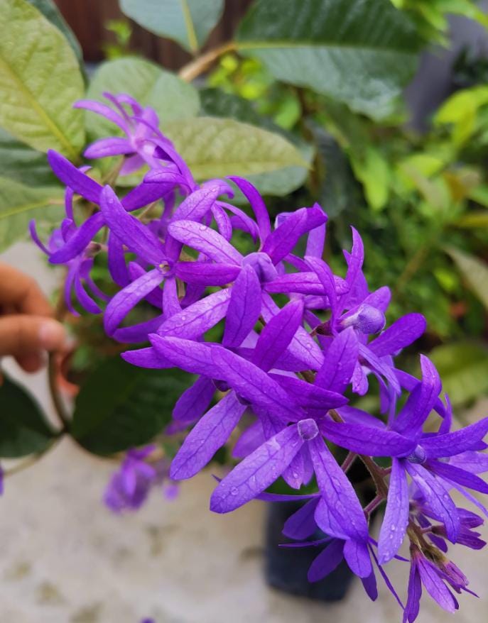 Live Purple Queen's Wreath Vine Sandpaper Vine Blue Petrea Plant Petrea ...