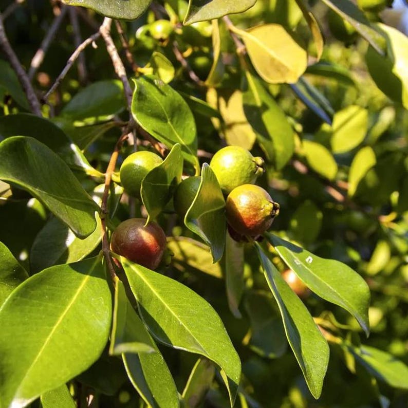 Live Pink Guava Tree Plant Strawberry Guava Tree Cherry Guavas Starter ...