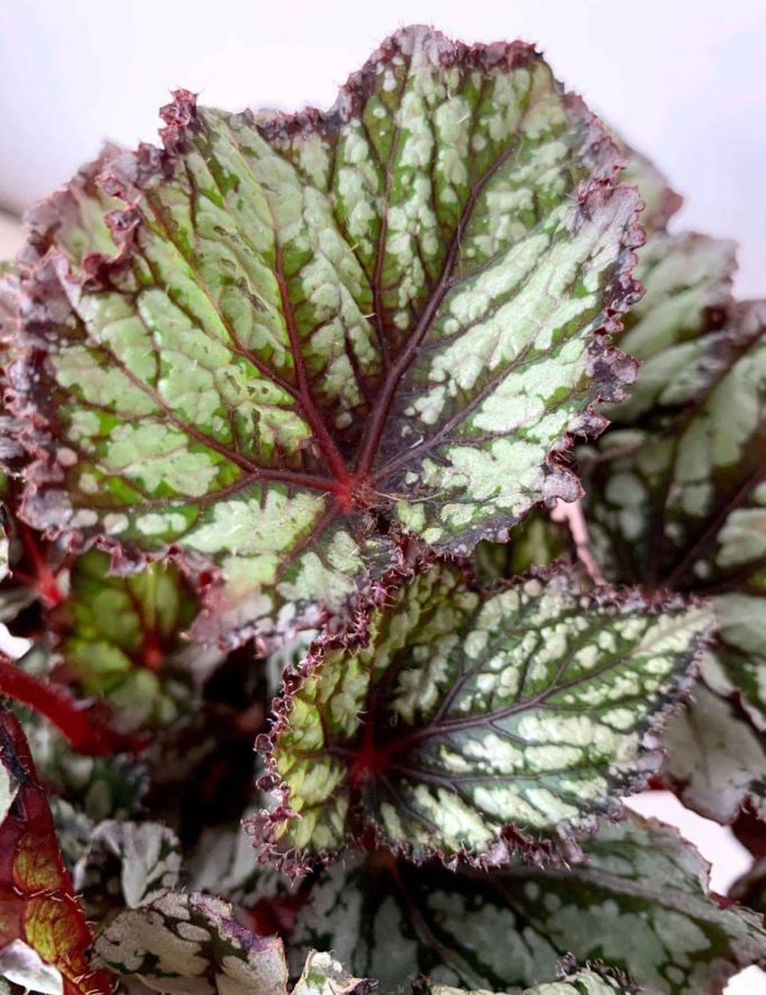 2 Live Summer Storm Begonia Plants Rex Begonias Bush Angel Wing Cane ...