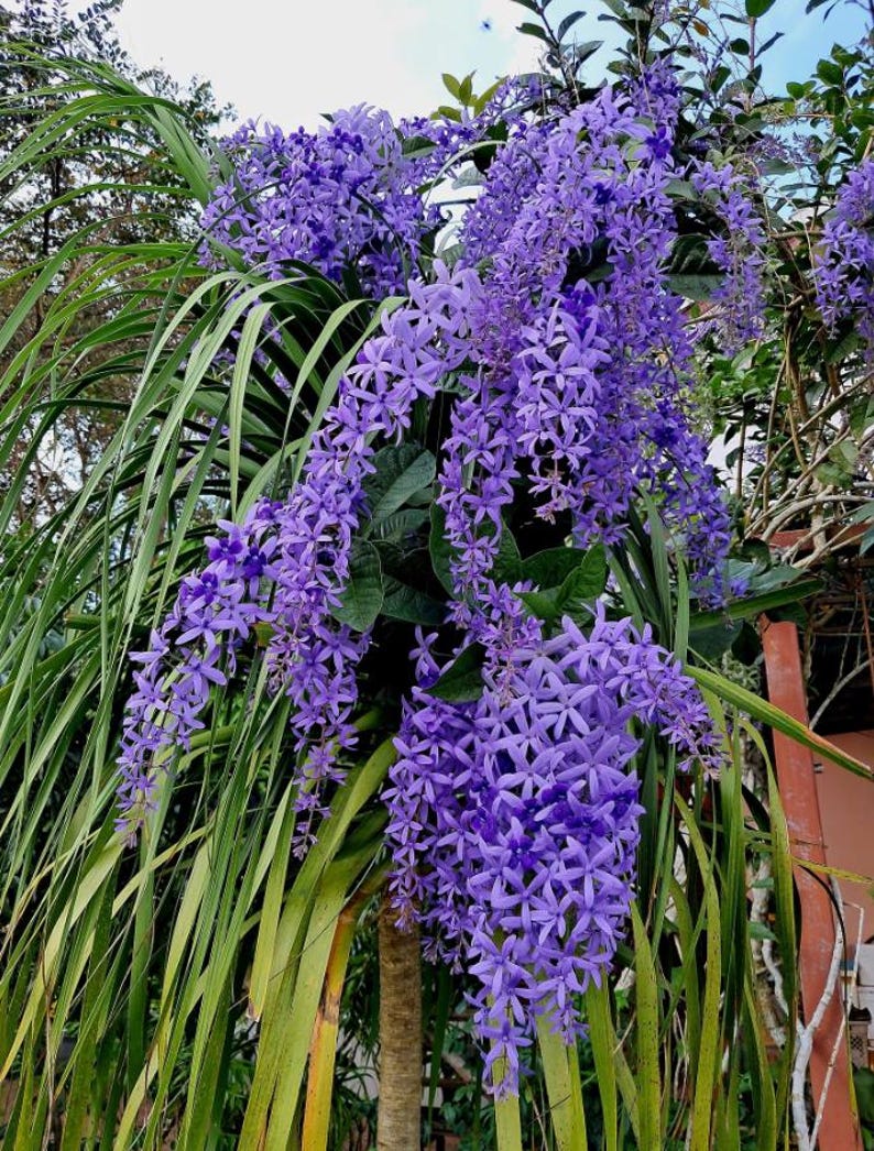 Live Purple Queen's Wreath Vine Sandpaper Vine Blue Petrea Plant Petrea ...
