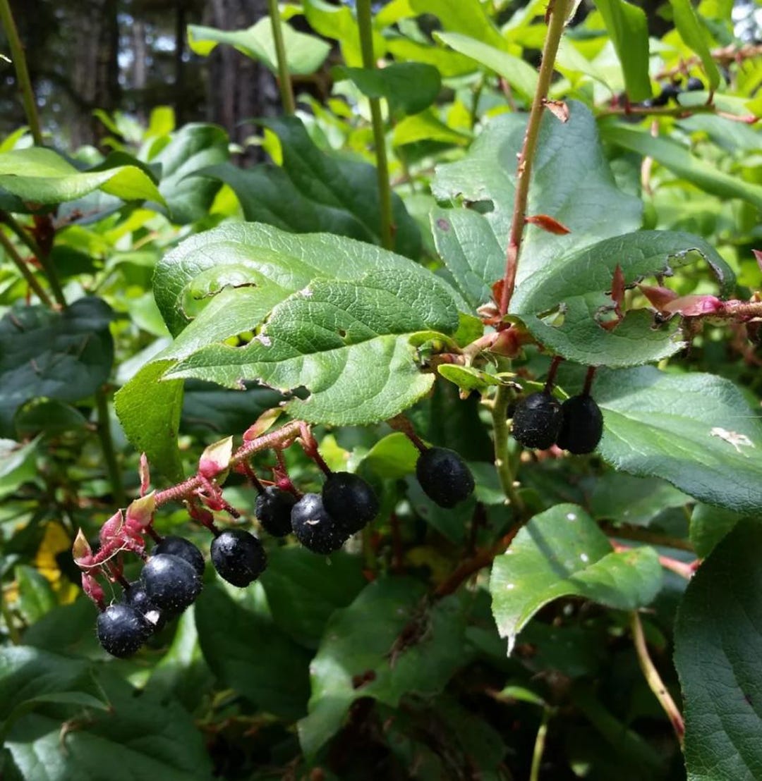 Live Set of 3 Black Salal Berry Plants, 4-8 Inch Tall in 4-inch Pots ...