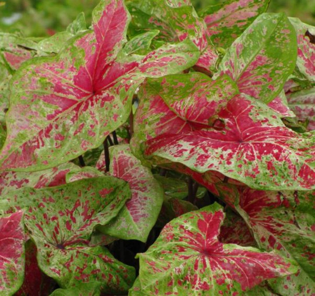 4 Caladium Bulbs Raspberry Moon for Planting - Perennial Hosta and ...