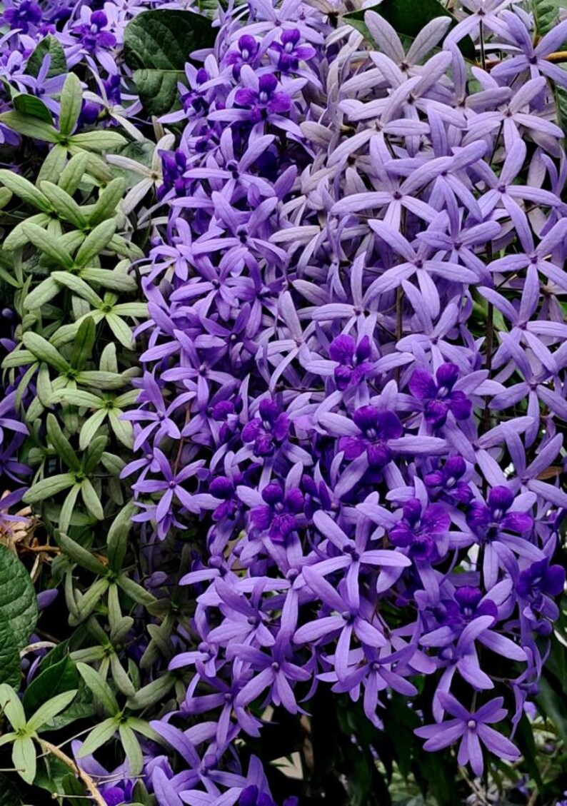Live Purple Queen's Wreath Vine Sandpaper Vine Blue Petrea Plant Petrea ...