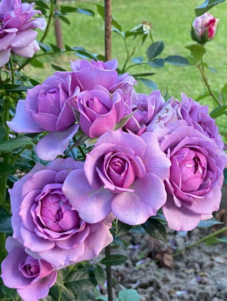 Lagerfeld Grandiflora Rose Bush Lavender Rose Plant Purple Rose Flowers ...
