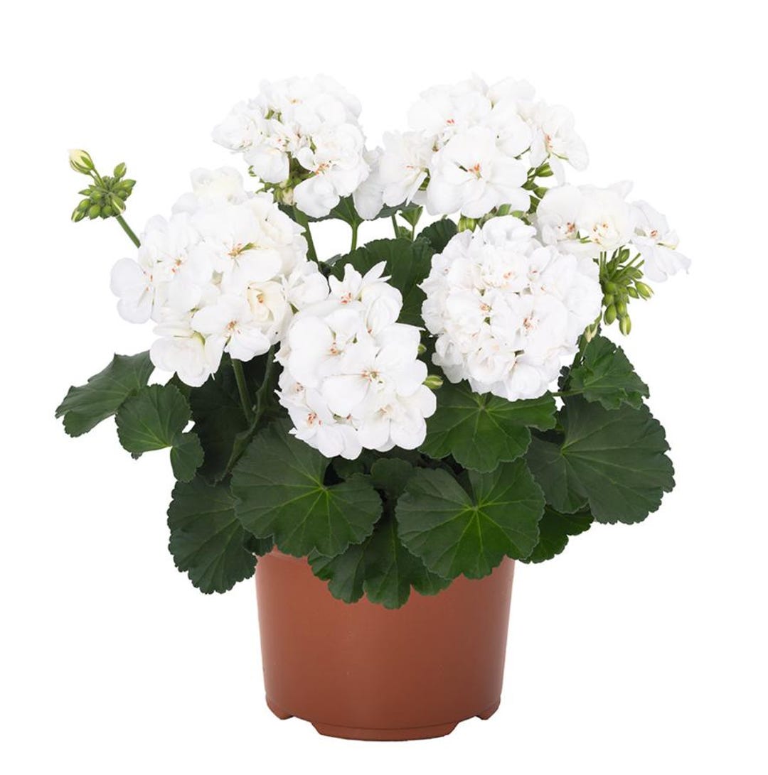 Hardy Geranium Plant Live Fragrant White Flower Geranium Plant White