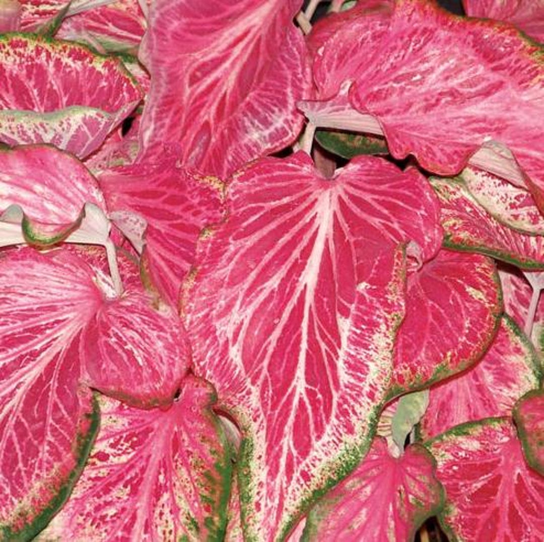 4 Caladium Blushing Bride Bulbs for Planting - Perennial Hosta and ...