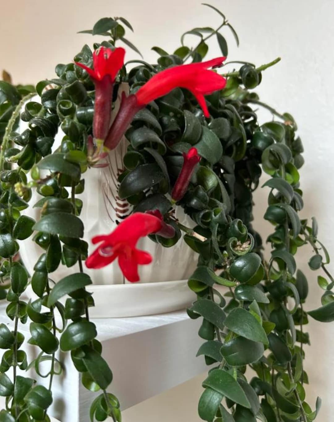 Set 2 Aeschynanthus Radicans Plants Live Curly Lipstick Vine Red ...