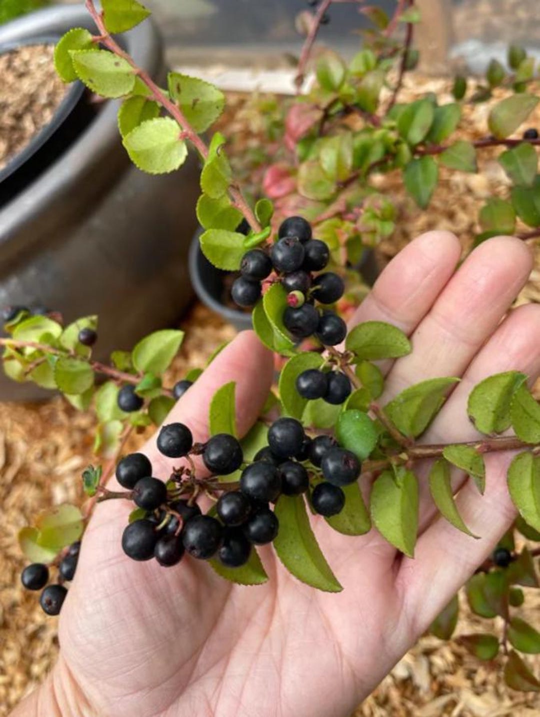 Wild Huckleberry Plants Live for Planting, 1.5 in Pots, Hardy Berry ...