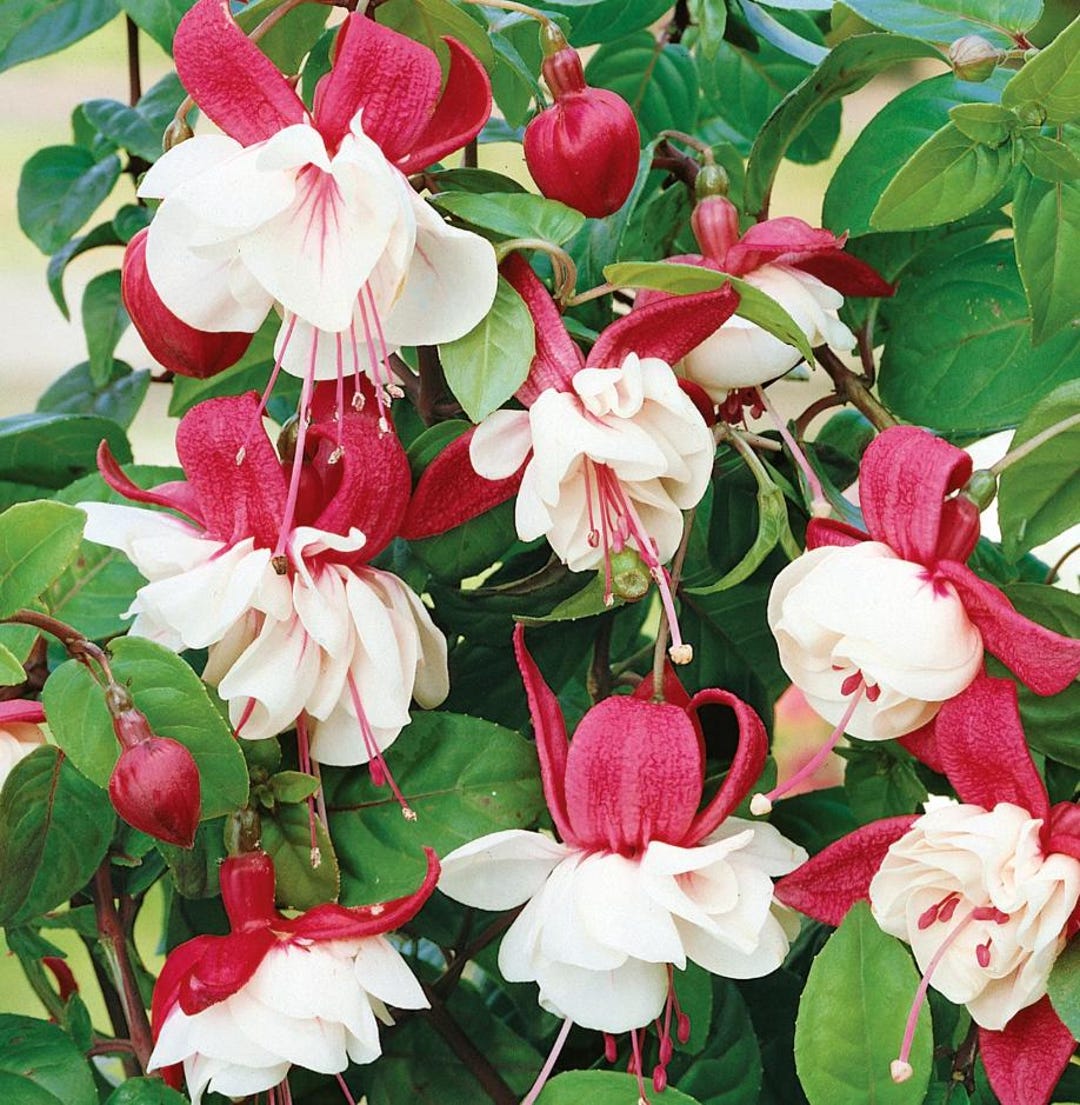 Swingtime Fuchsia Plant Live for Planting, Flowering Shrub With Red ...