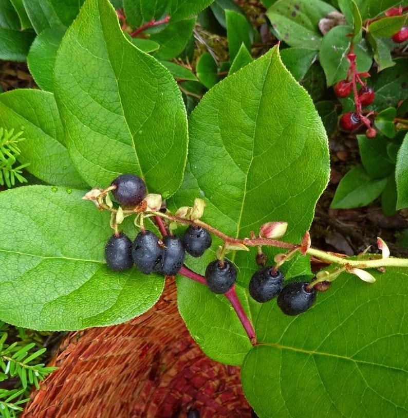 Live Set of 3 Black Salal Berry Plants, 4-8 Inch Tall in 4-inch Pots ...