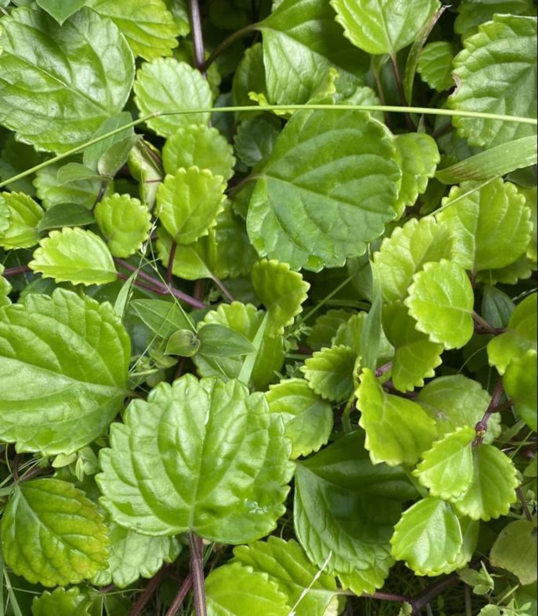 2 Swedish Ivy Plants 3"pot, Plectranthus Verticillatus Plants Swedish ...