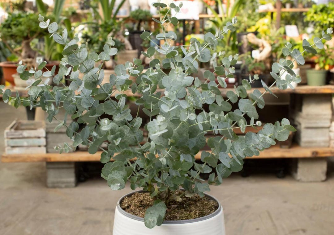 Live Silver Dollar Eucalyptus Seedlings, Small Plants 2–4" Tall, With ...
