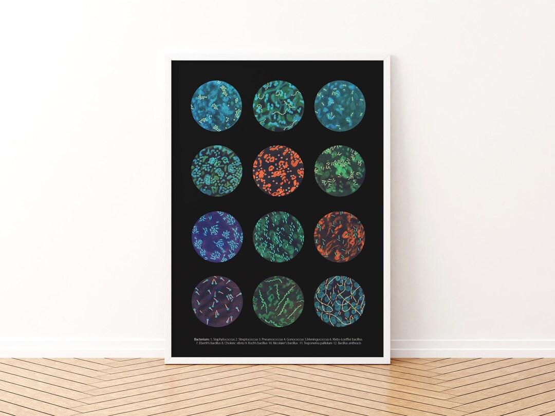 Bacteria Collection Art Print: Microbiology Science Decor - Etsy UK