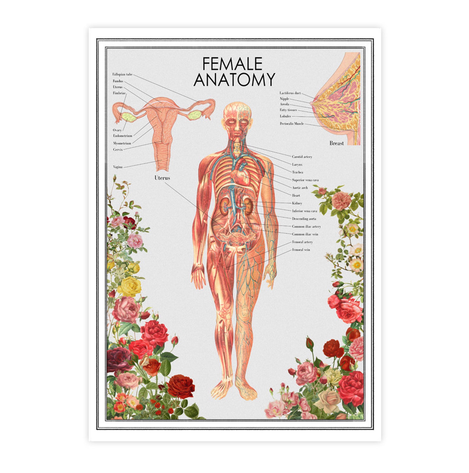 Doctors day gift The Female Anatomy Feminist Anatomy Chart | Etsy