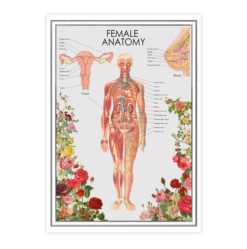 The Female Anatomy Feminist Poster Anatomy Chart | Etsy