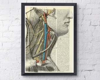 Anatomy Print Set Medical Art Print Anatomy Art Print