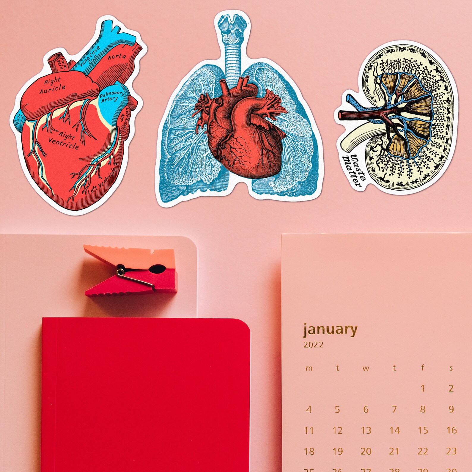 Lungs and Heart Laptop Stickers Medicine Student Gift - Etsy