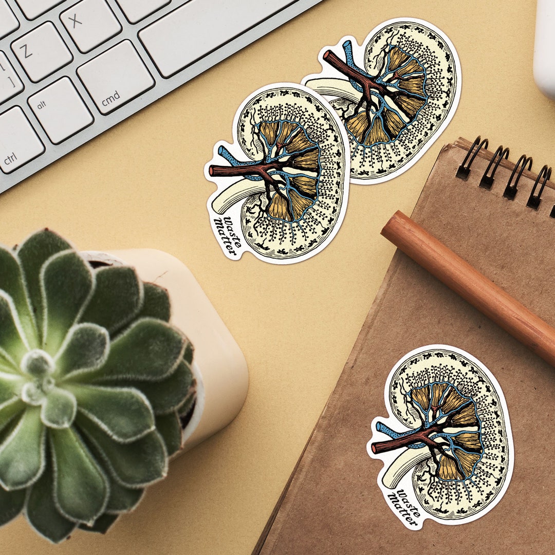 Colorful Kidney Anatomy Sticker Set - Medical Science Decals - Etsy