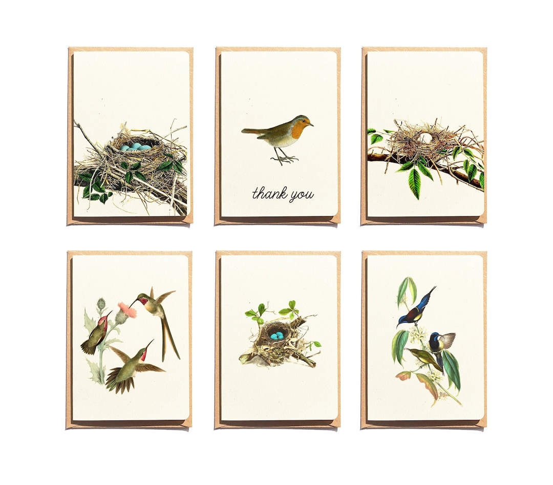 Birds and Nests Notecards Set: Blank Greeting Cards With Envelopes - Etsy