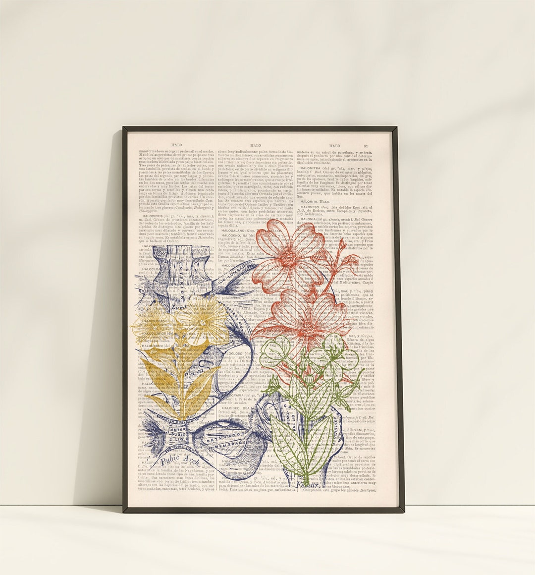 Colored Hip Bones Engraving Science and Anatomical Wall Art Print - Etsy