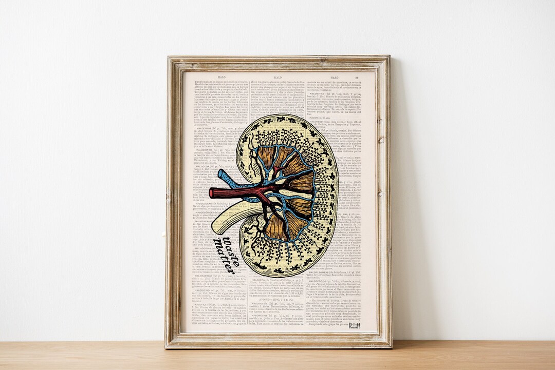 Kidney Anatomy Art Print: Vintage Dictionary Page, Medical Gift - Etsy