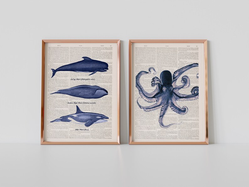 Killer Whale Ecotypes Chart Print | Orca Species Types Poster | Marine ...