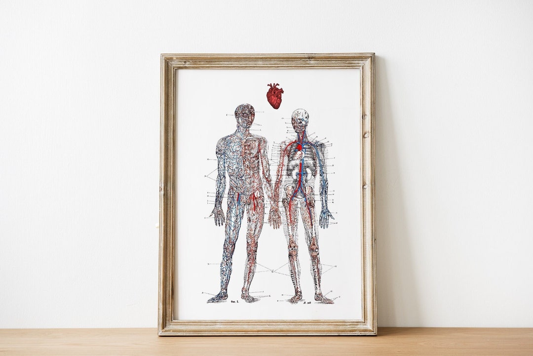 Vascular System Anatomy Couple Poster | Intertwined Bodies Art Print ...
