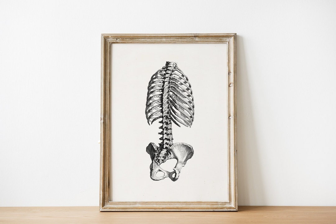 Black Line Skeleton Torso Anatomy Print | Simple Trunk Study on ...