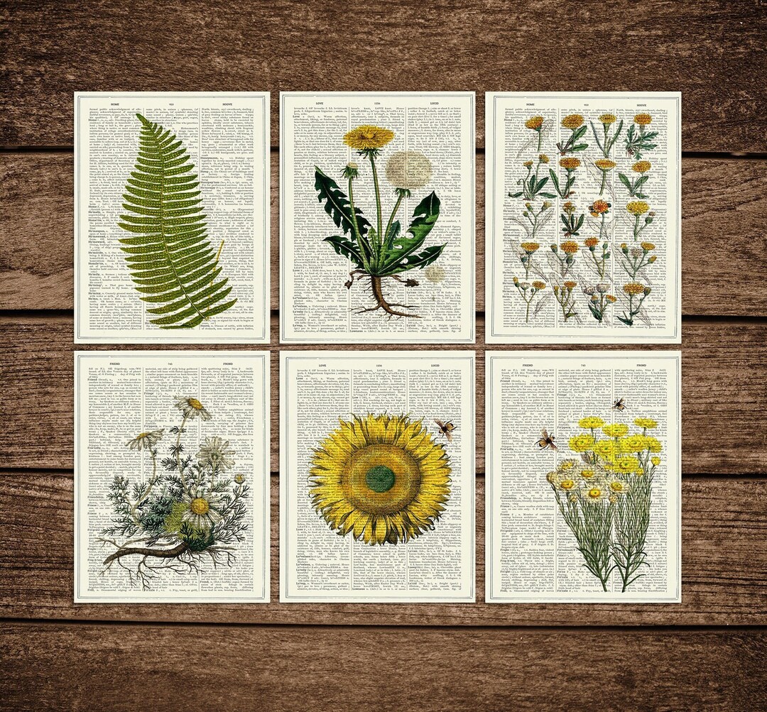 Botanical Postcard Set: Dandelion, Sunflower, Fern - Set of 6 - Etsy