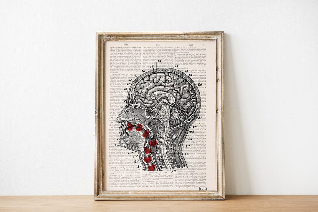 Anatomy Print: Upcycled Dictionary Art, Human Head Cross Section - Etsy