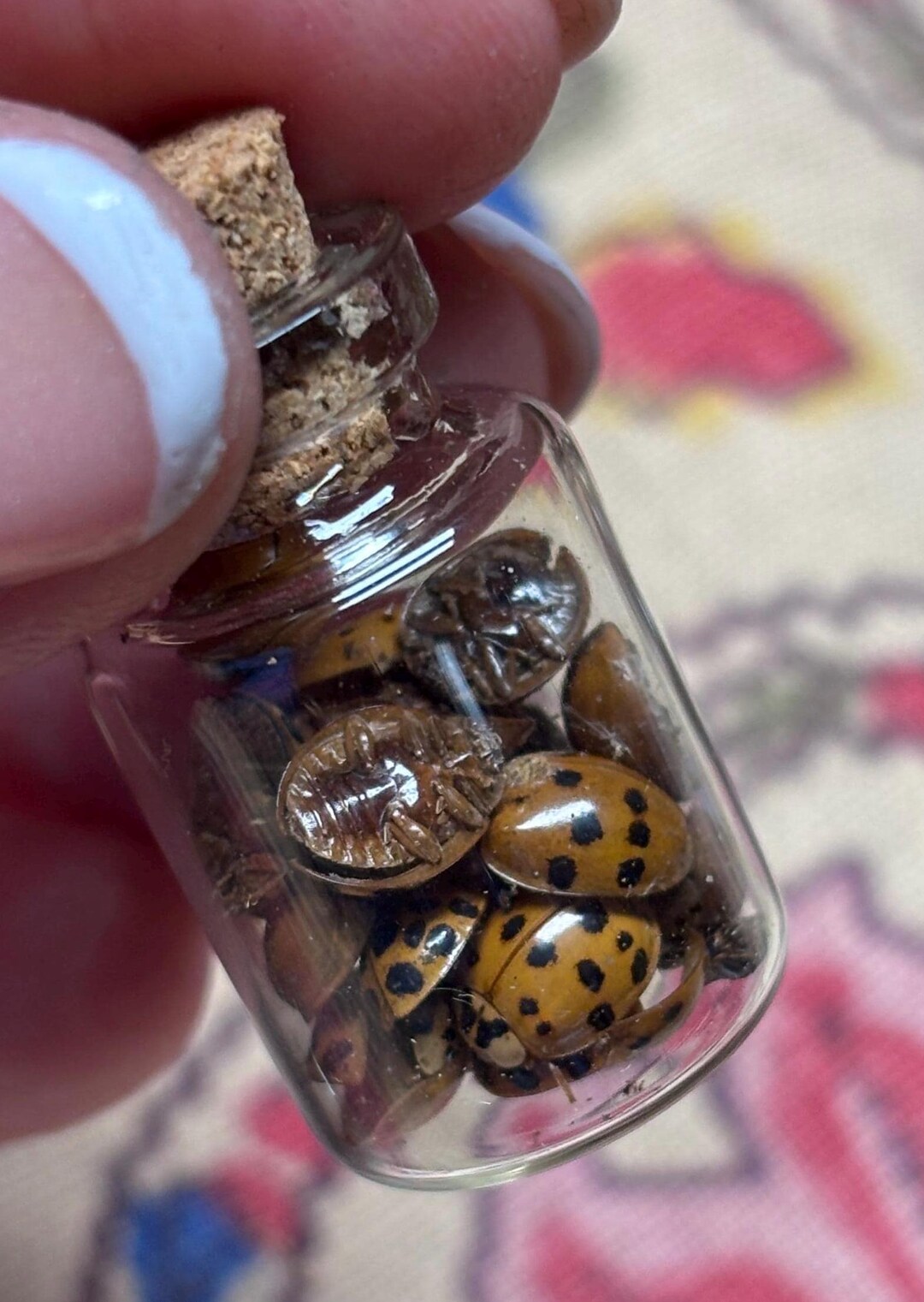 1” Vial Lady Bugs, Tiny Bottle, Insects, Oddity, Lucky - Etsy
