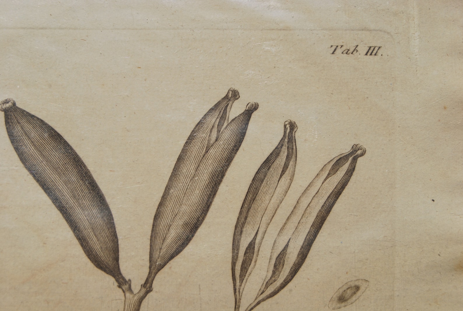 Original Antique Botanical Engraving, Quinine Tree, Herstedt, 1700's ...