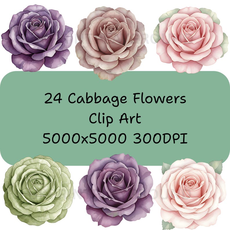 Watercolour Cabbage Rose Clipart Bundle | Wedding Floral Botanical PNG ...