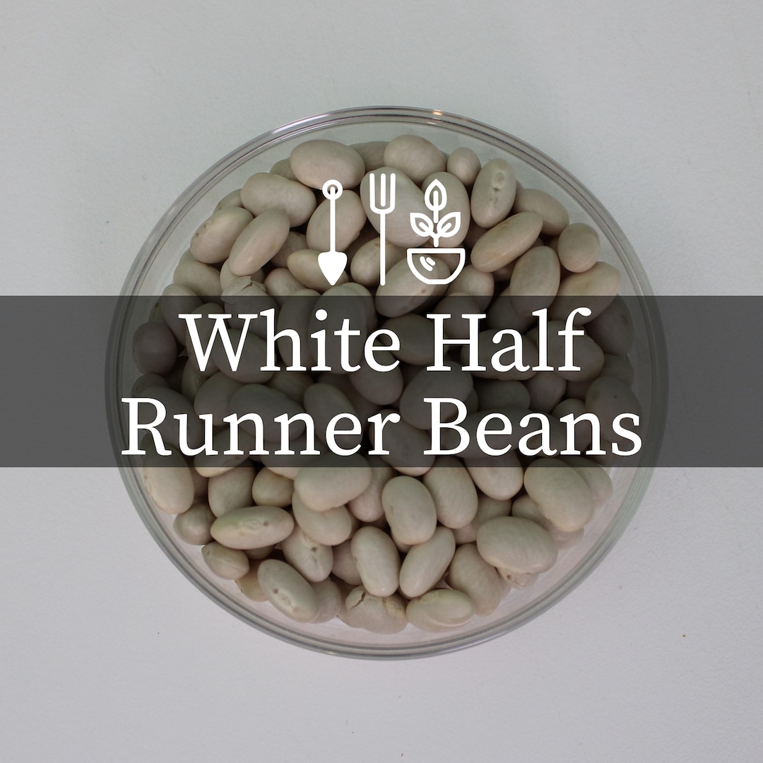White Half Runner Bean Seeds - Etsy