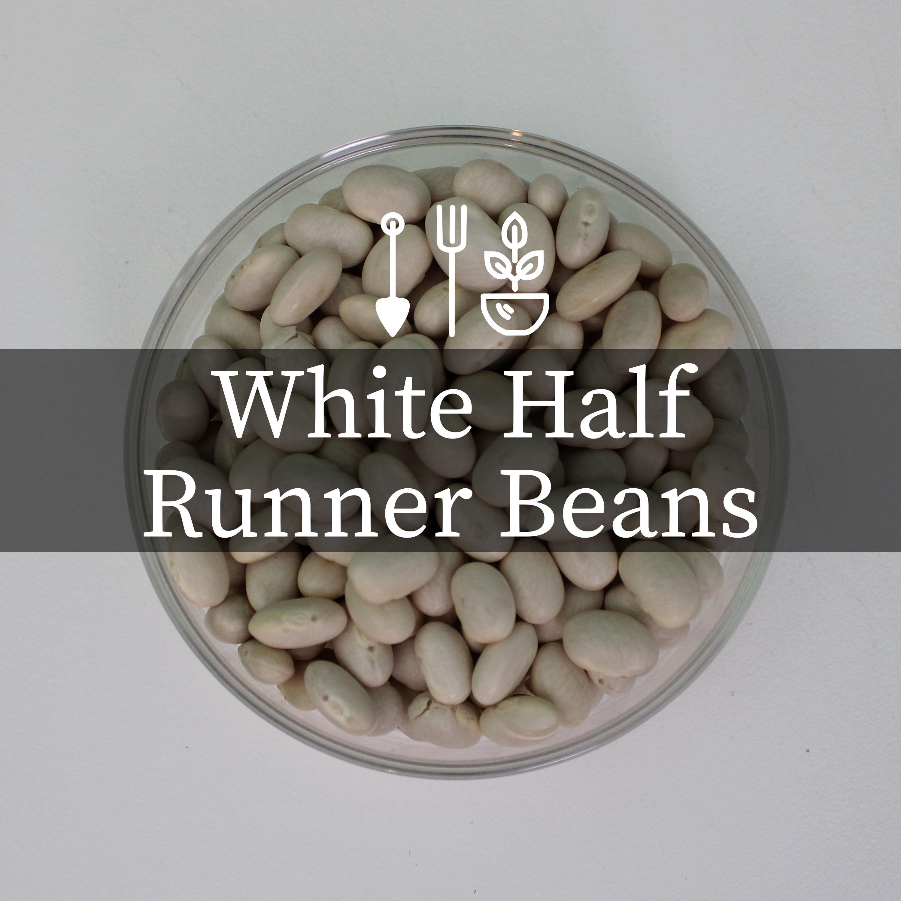 White Half Runner Bean Seeds - Etsy