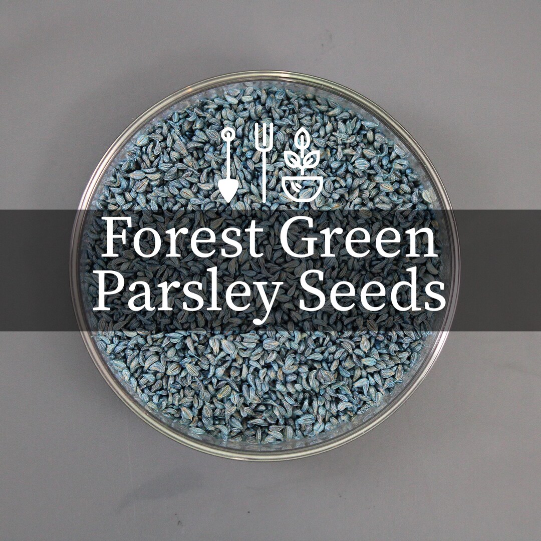 Forest Green Curly Leaf Parsley Seeds - Etsy