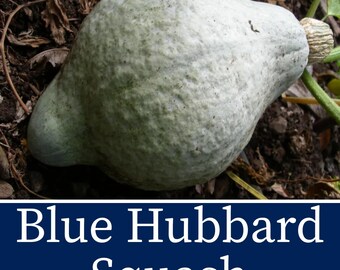 Blue Hubbard Squash - Etsy