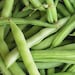 White Half Runner Bean Seeds - Etsy