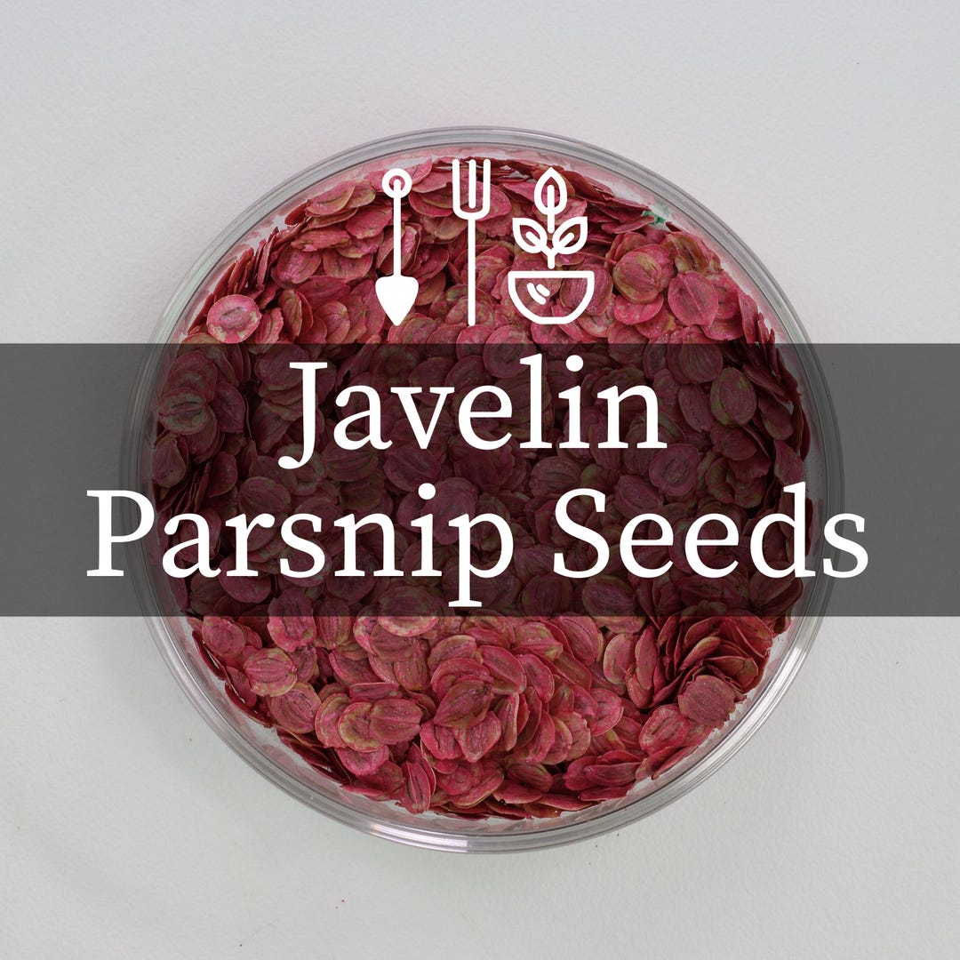 Javelin Hybrid Parsnip Seeds | Long Wedge‑shaped Roots | Overwintering ...