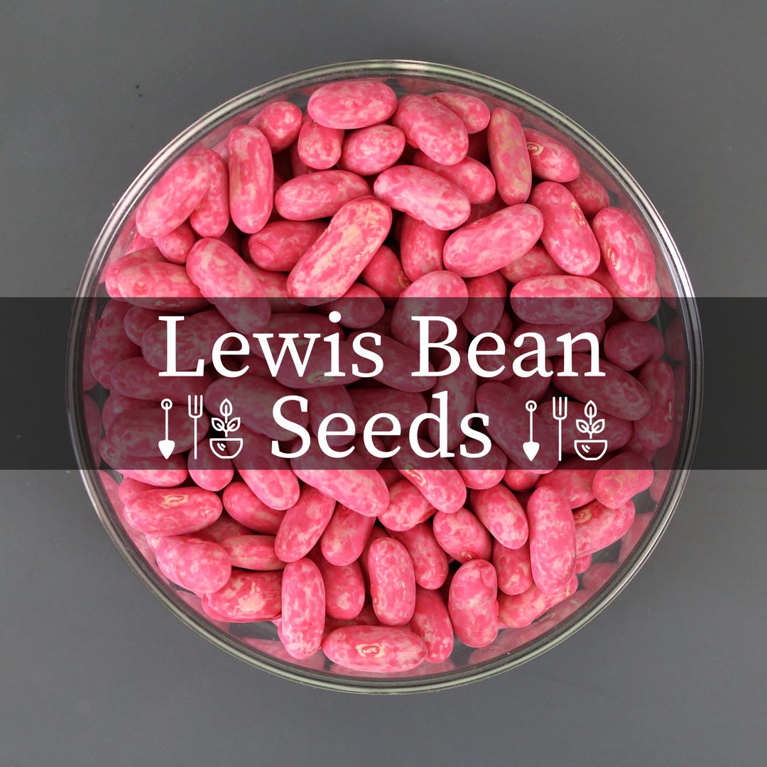 Lewis Bean Seeds - Etsy