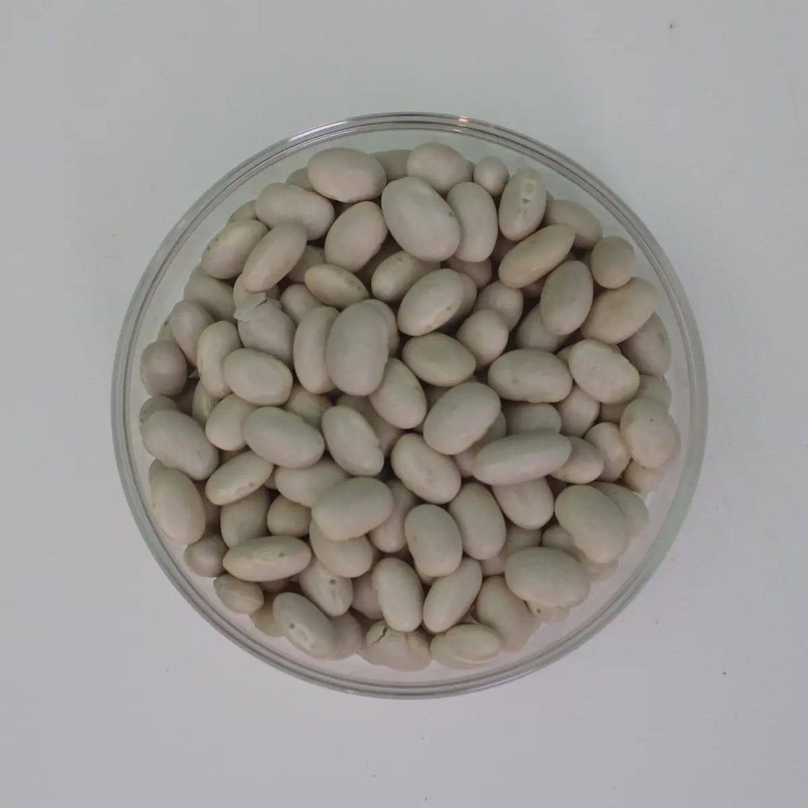White Half Runner Bean Seeds - Etsy