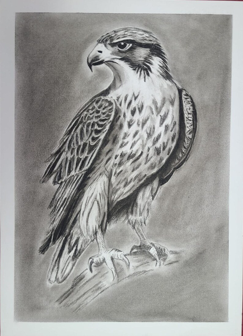Realistic Hawk Drawing | Graphite & Charcoal Bird Art | Wildlife Wall ...