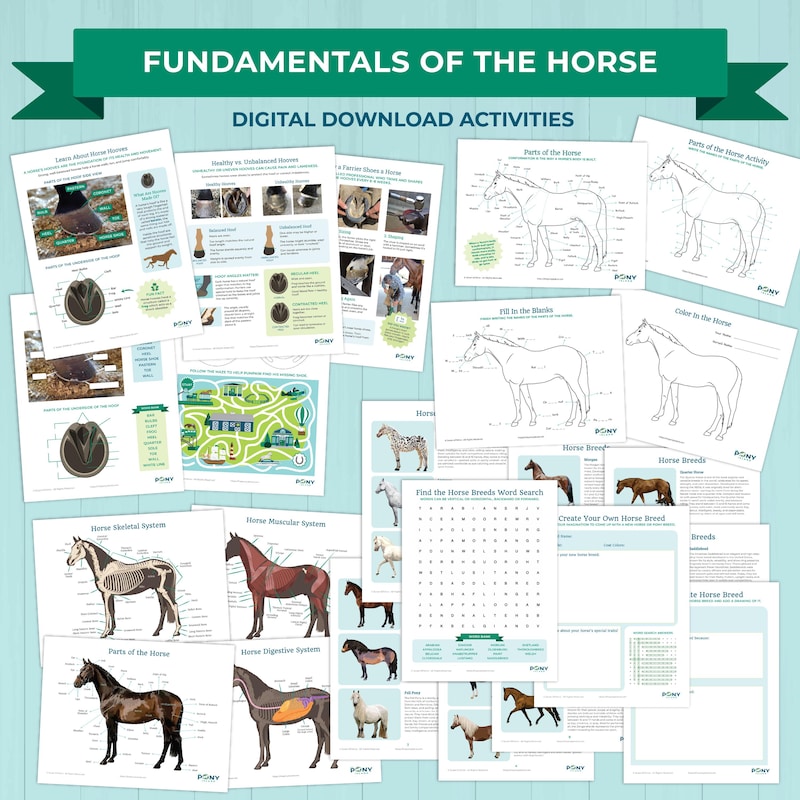 Horse Learning Sheets - Etsy