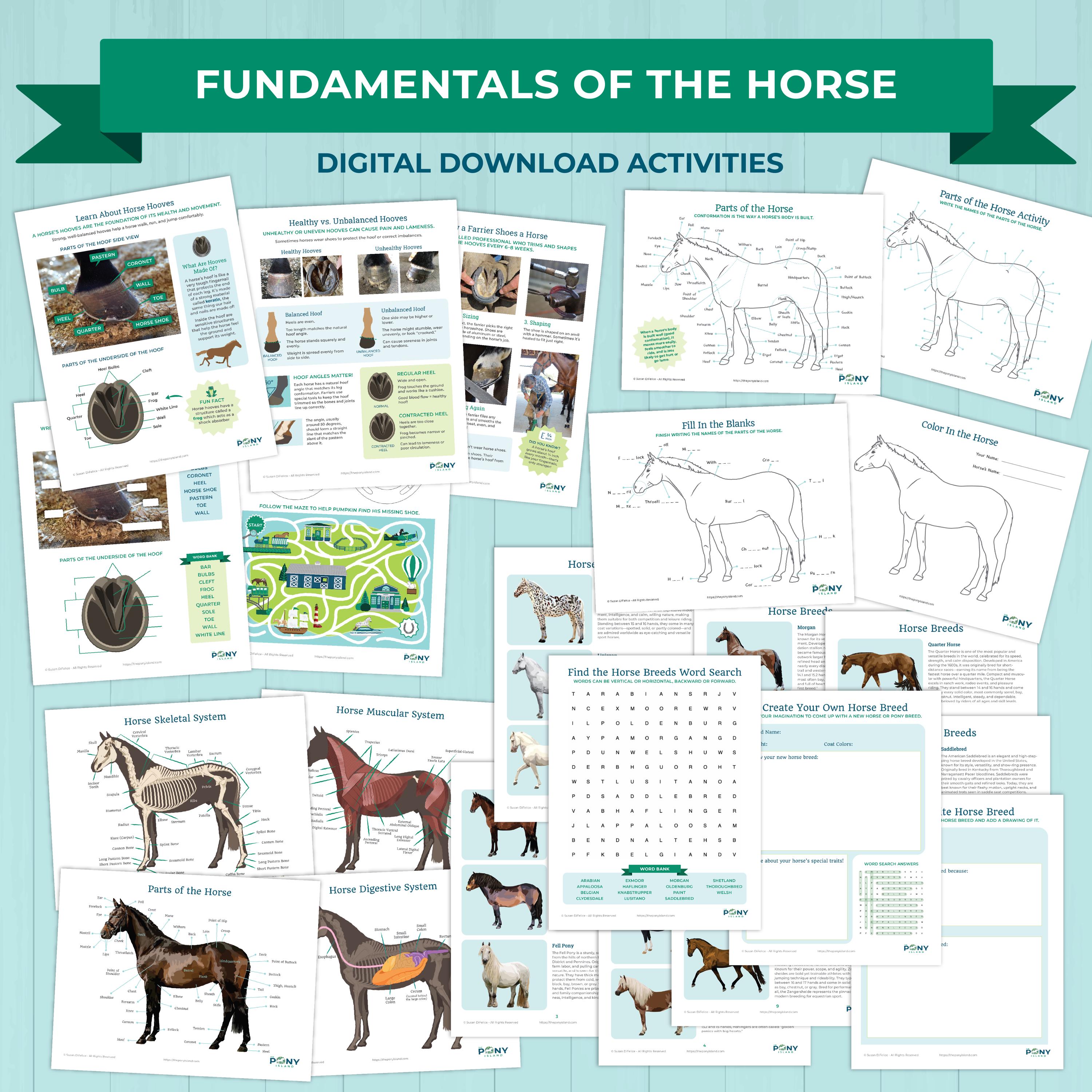 Fundamentals of the Horse Bundle– Printable Learning Pack for Young ...