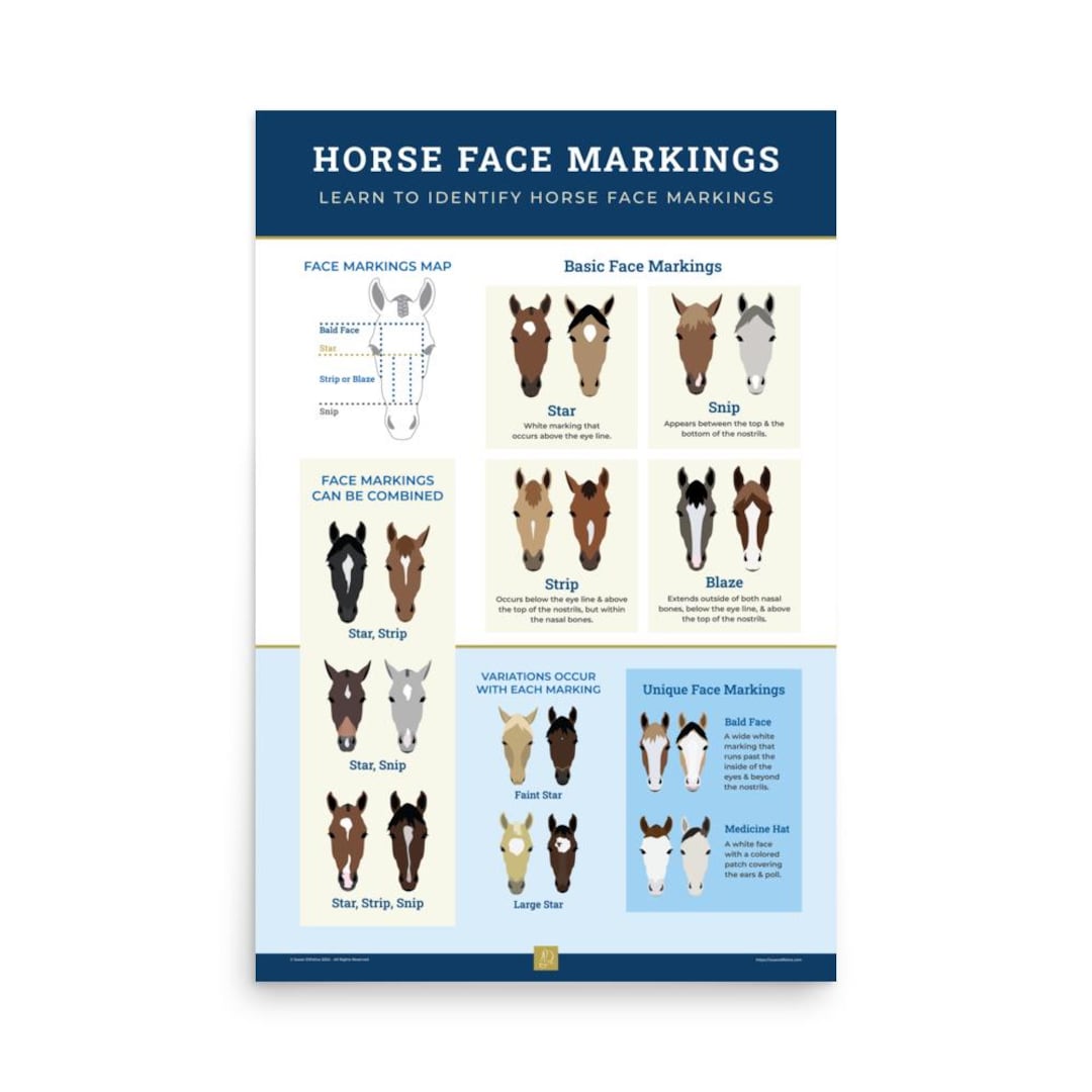 Horse Face Markings Educational Poster - Etsy UK